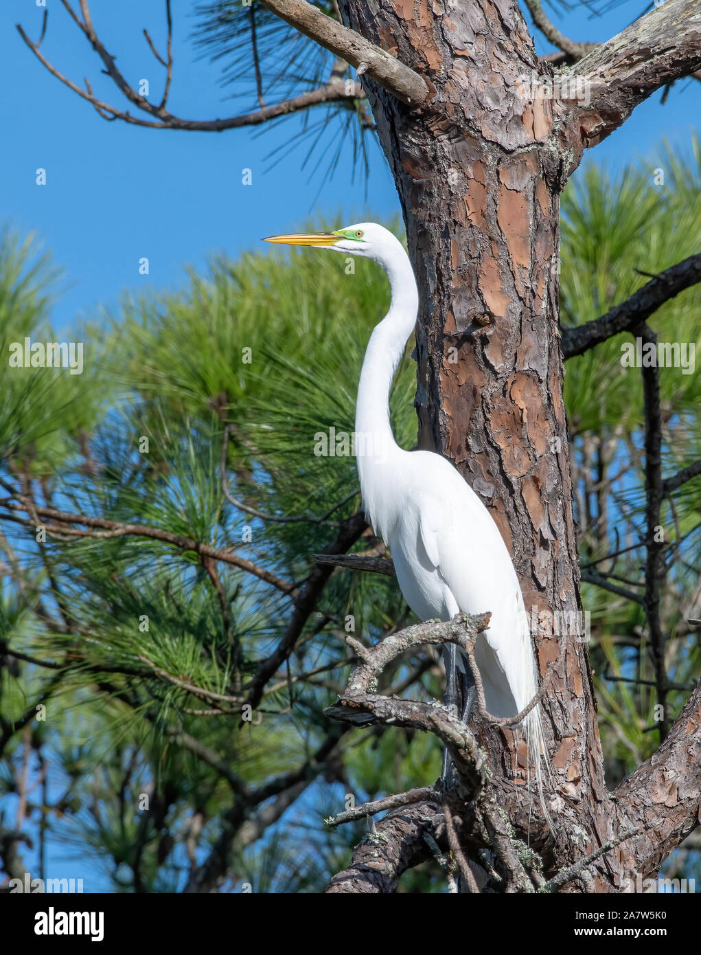 Great white egret perched high in a tree Stock Photo - Alamy