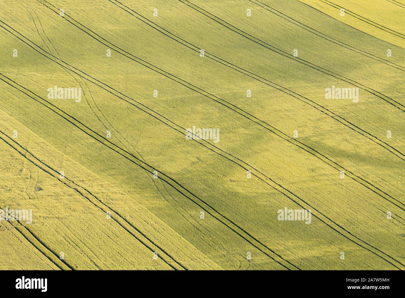 Green sowing field from above in an aerial shot Stock Photo - Alamy