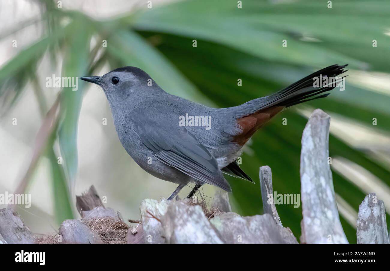 Side view of a catbird - Florida Stock Photo - Alamy
