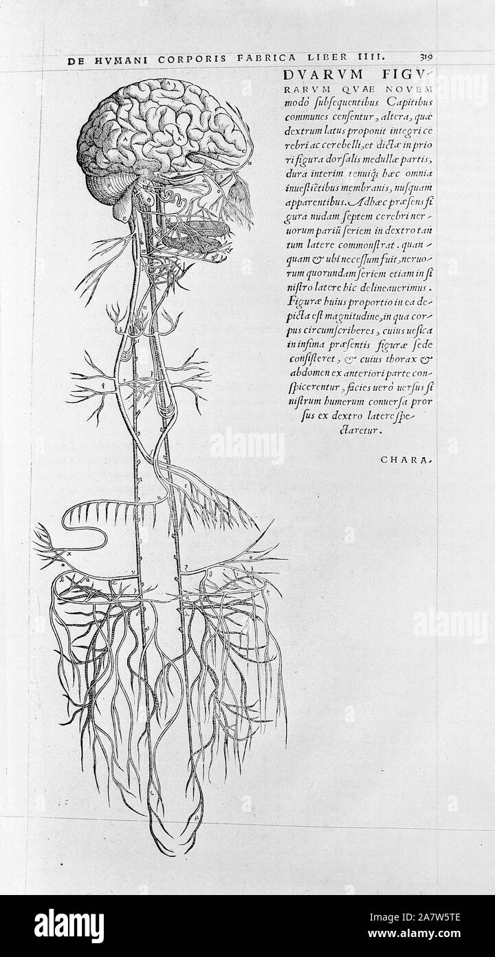 Vesalius human anatomy hi-res stock photography and images - Alamy