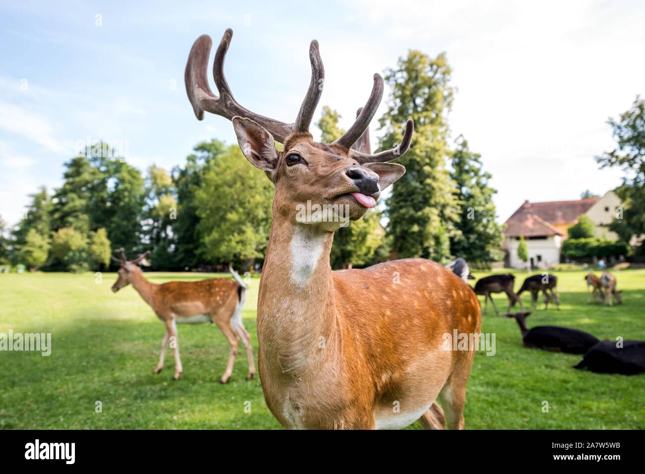 Fallow deer in the garden of Blatna castle in the Czech Republic Stock ...