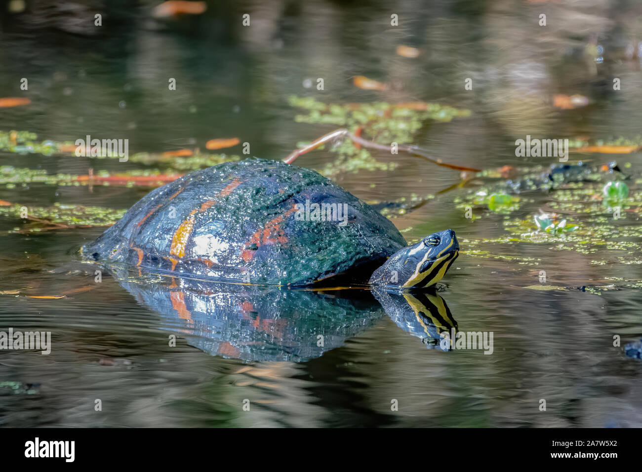 Turtle in a pond with a reflection Stock Photo - Alamy