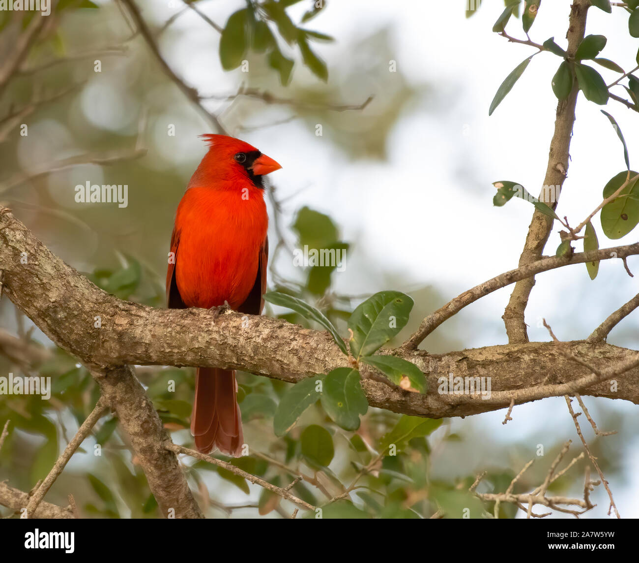 Handsome cardinal hi-res stock photography and images - Alamy