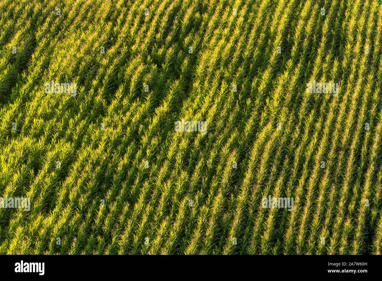 Aerial view field corn clouds hi-res stock photography and images - Alamy