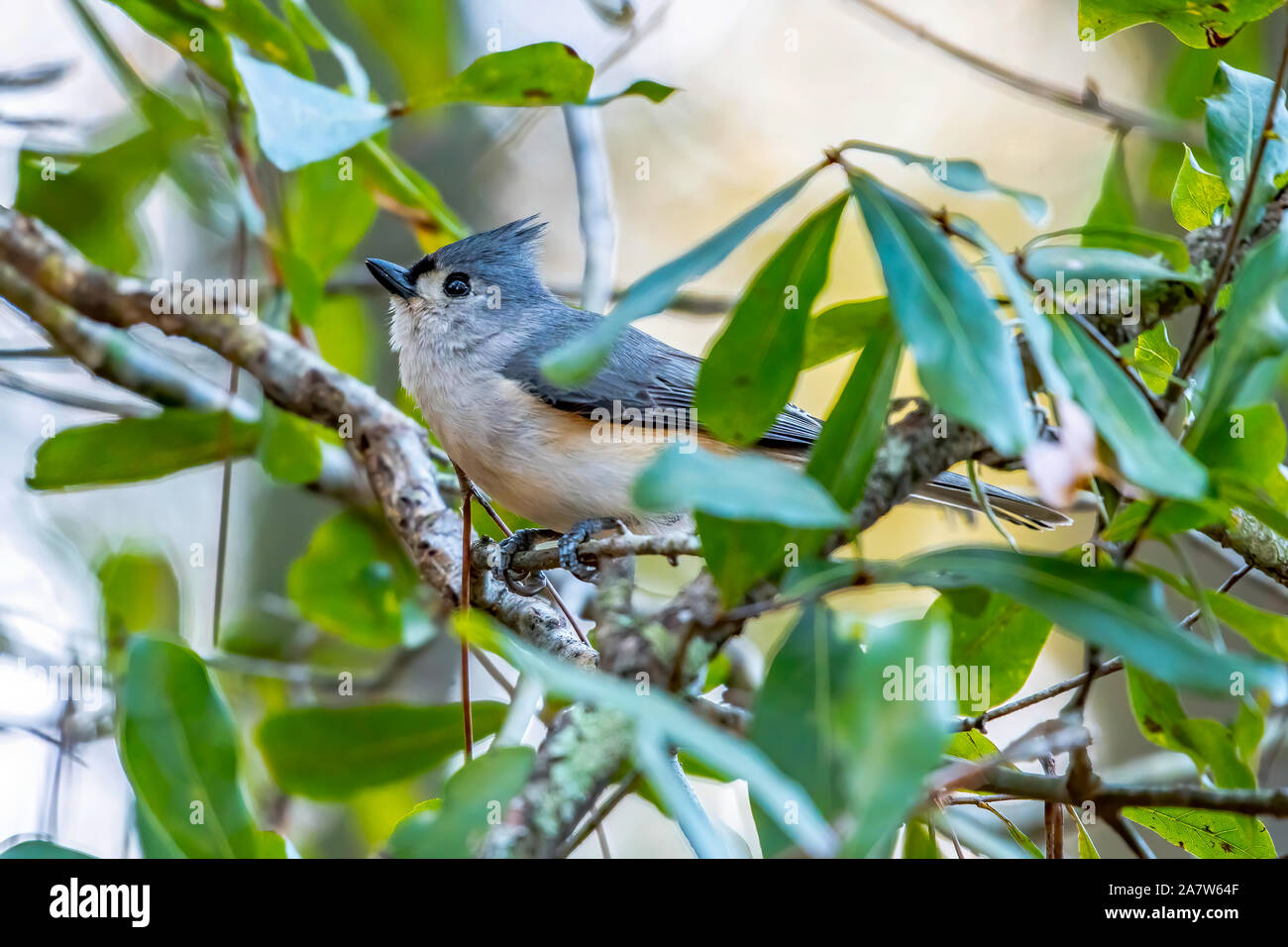 Little gray tufted titmouse singing in the bushes Stock Photo - Alamy