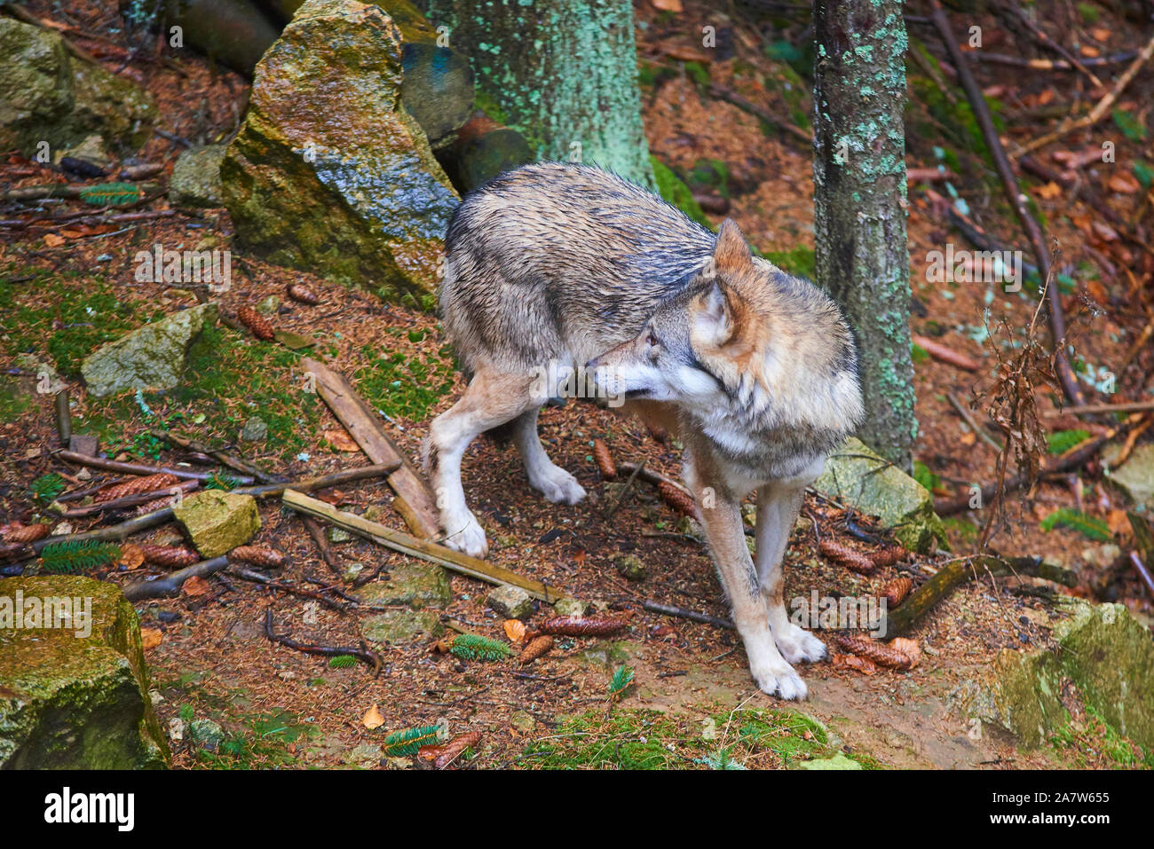 The wolf (Canis lupus), also known as the gray or grey wolf in natural ...