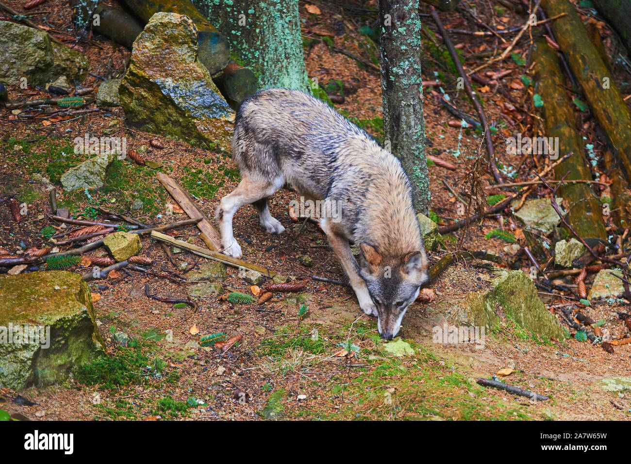The wolf (Canis lupus), also known as the gray or grey wolf in natural ...