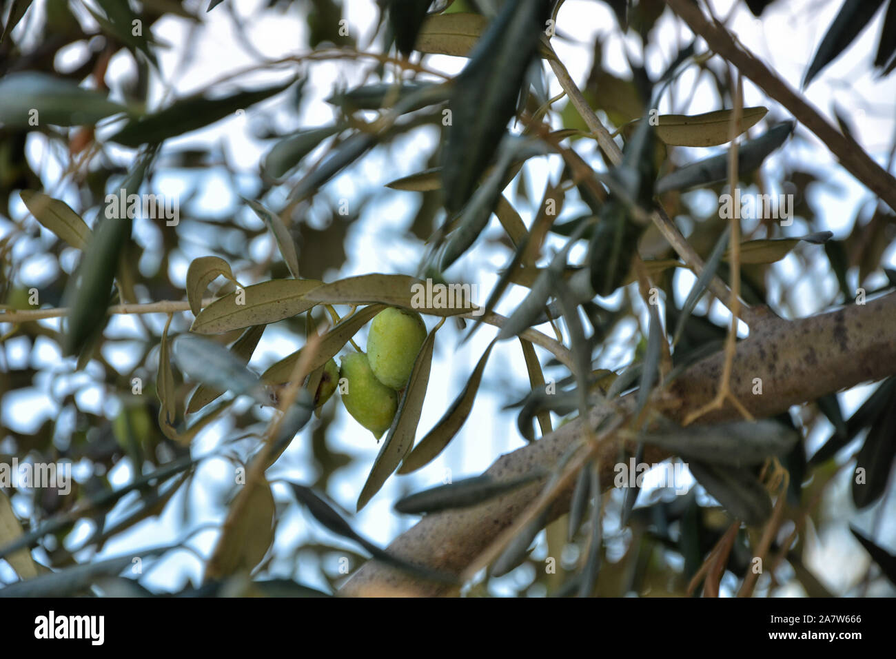 Closeup view of green olives on tree Stock Photo - Alamy