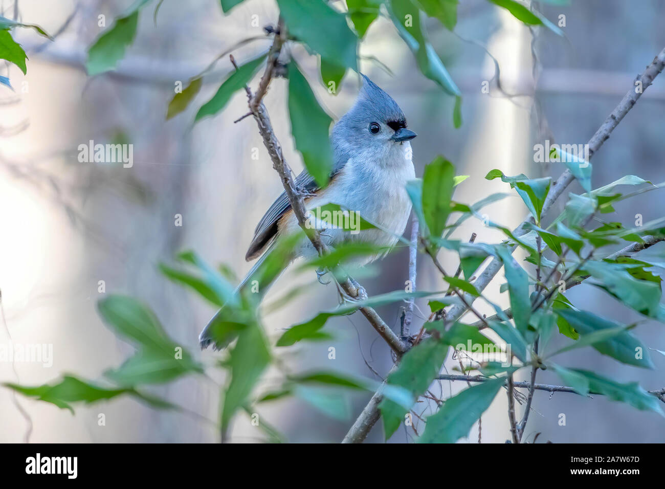 Songbird in tree in florida hi-res stock photography and images - Alamy