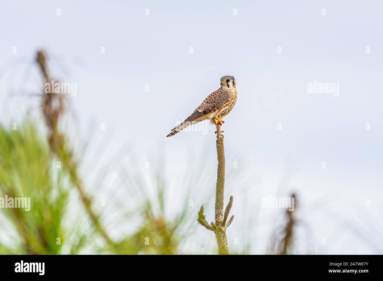 Florida kestrel hi-res stock photography and images - Alamy
