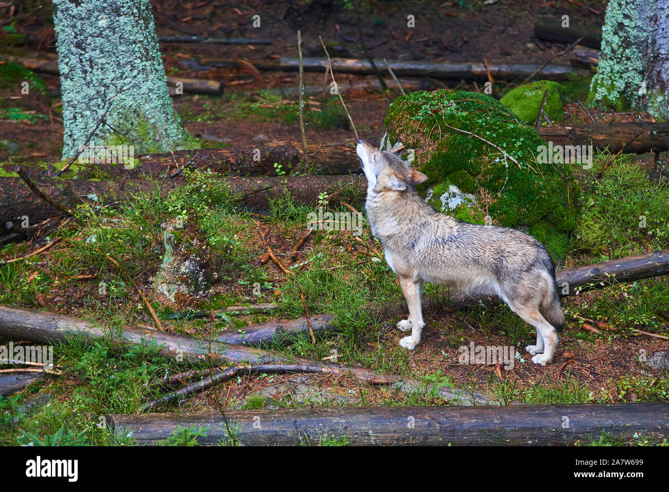 The wolf (Canis lupus), also known as the gray or grey wolf in natural ...