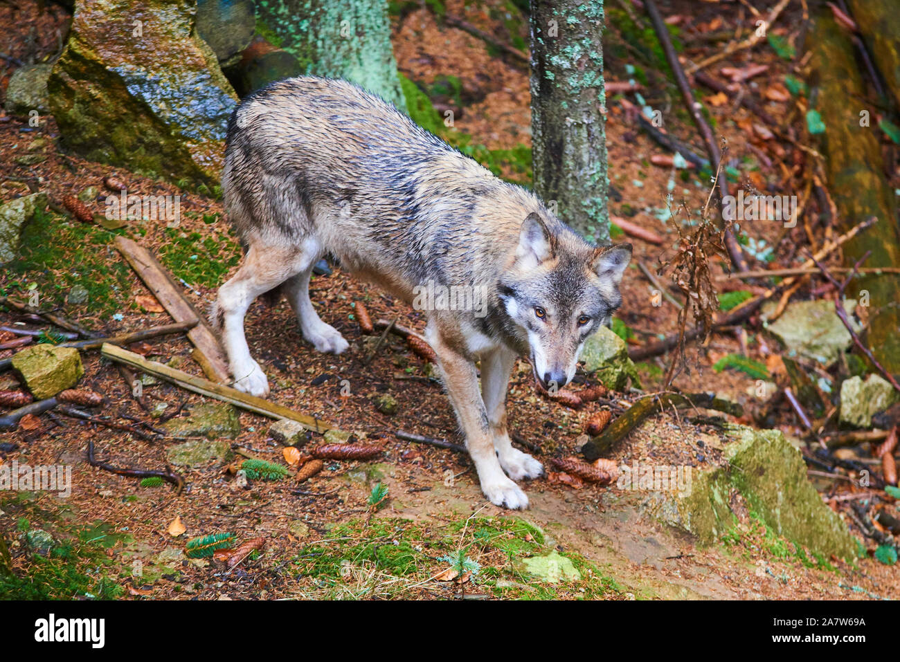 The wolf (Canis lupus), also known as the gray or grey wolf in natural ...