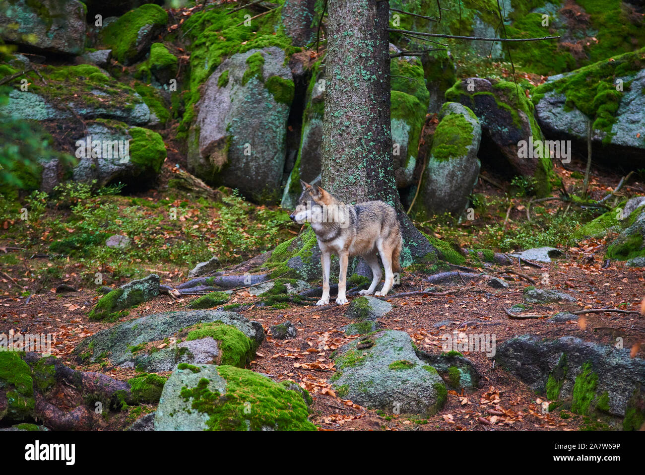 The wolf (Canis lupus), also known as the gray or grey wolf in natural ...