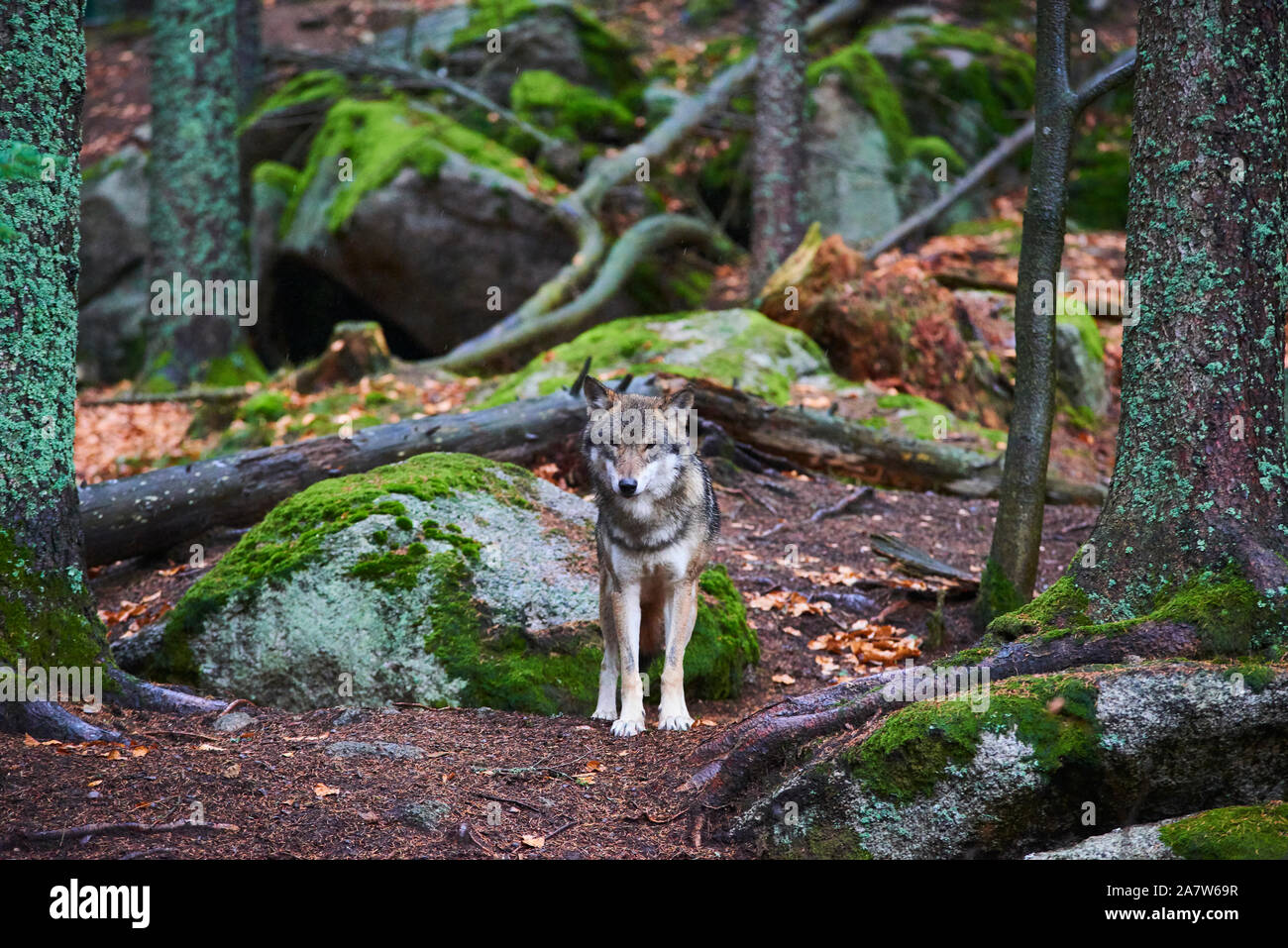 The wolf (Canis lupus), also known as the gray or grey wolf in natural ...