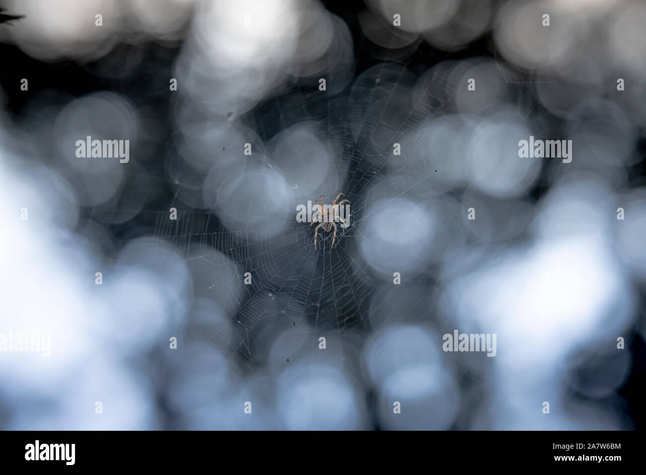 Spyder in her web hi-res stock photography and images - Alamy