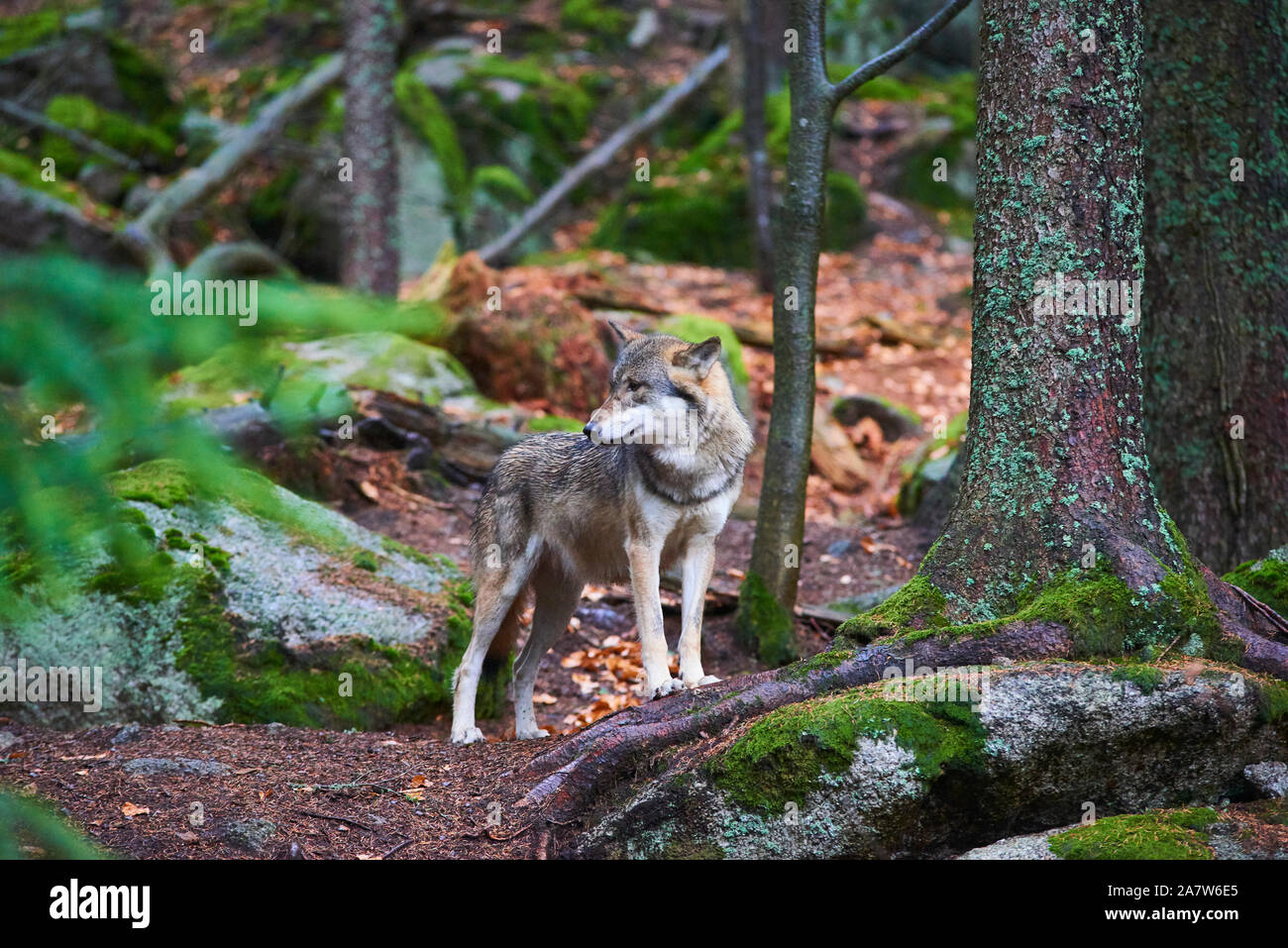 The wolf (Canis lupus), also known as the gray or grey wolf in natural ...