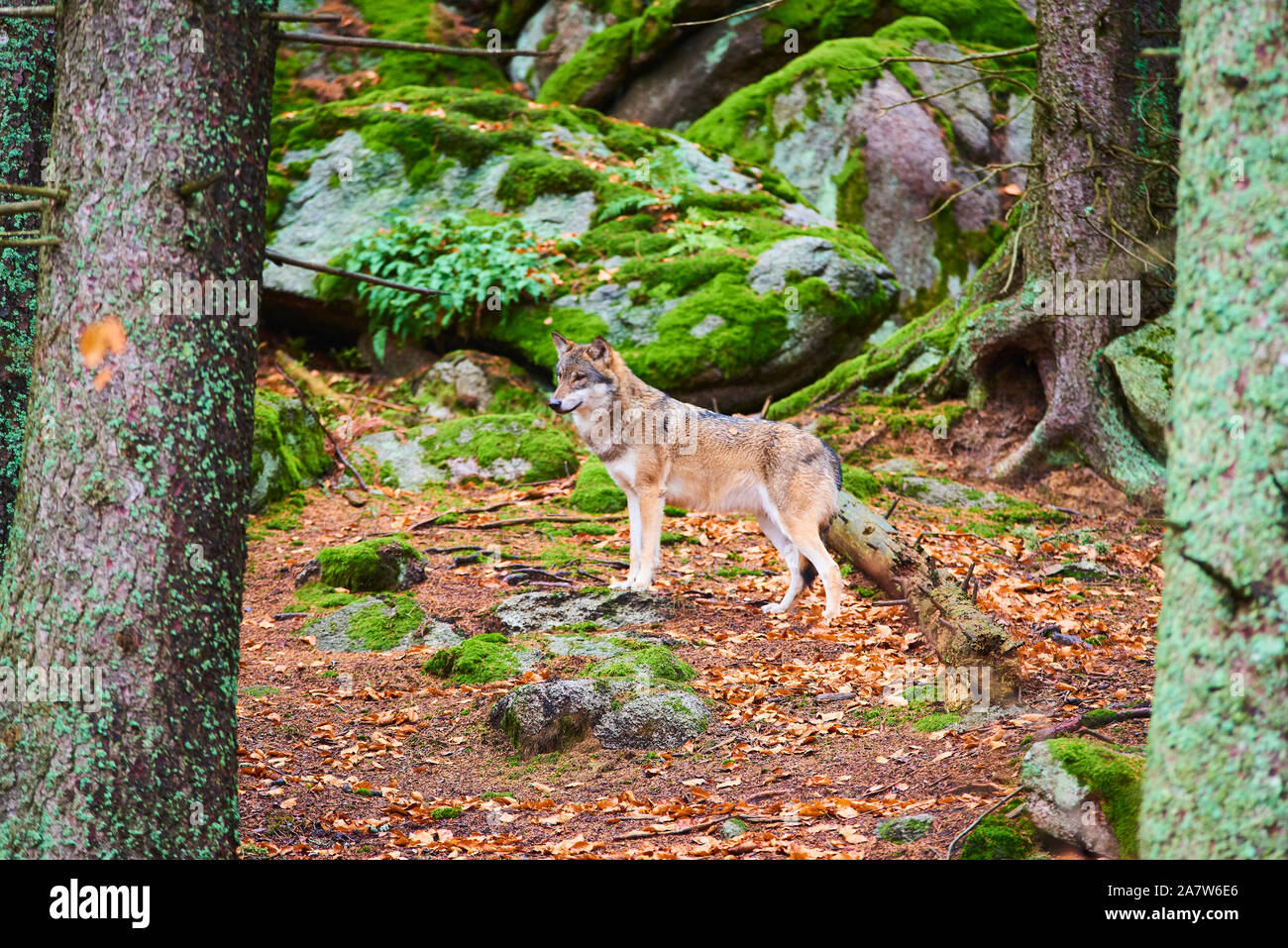 The wolf (Canis lupus), also known as the gray or grey wolf in natural ...
