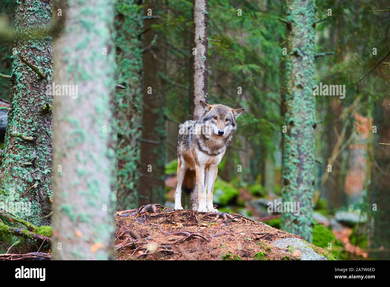 The wolf (Canis lupus), also known as the gray or grey wolf in natural ...