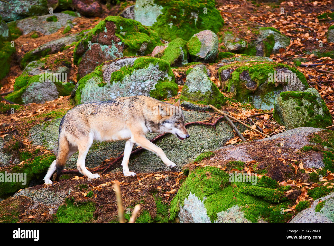 The wolf (Canis lupus), also known as the gray or grey wolf in natural ...
