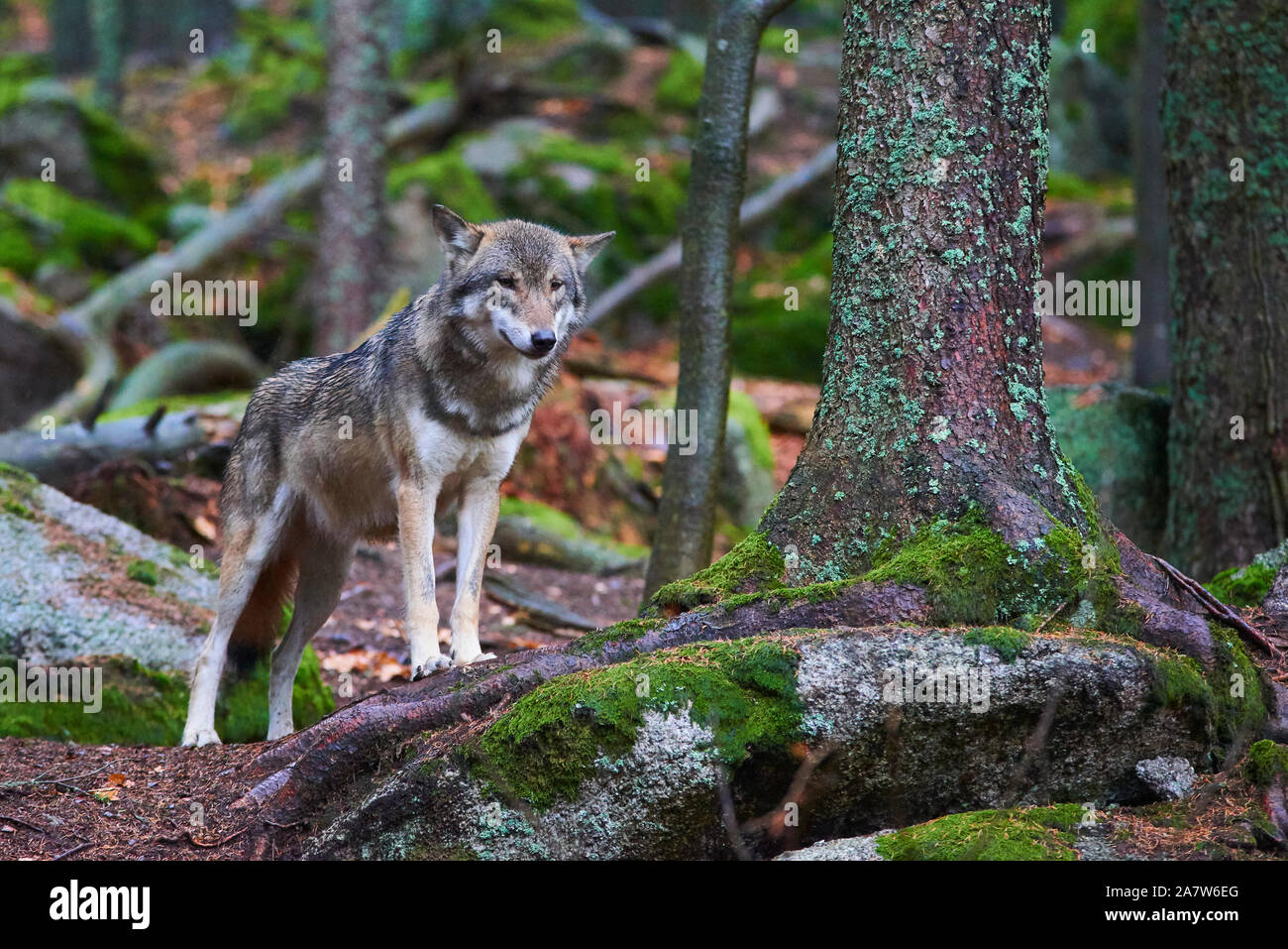 The wolf (Canis lupus), also known as the gray or grey wolf in natural ...