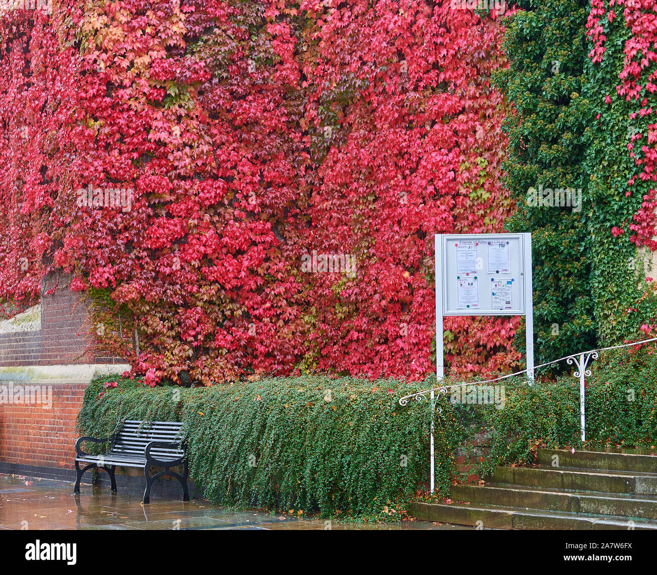 Crimson coloured ivy on the wall of the public library during a ...