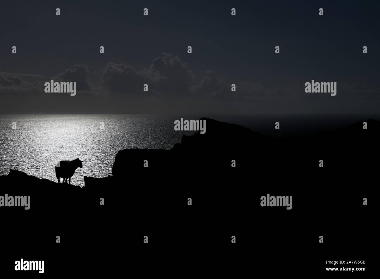 Sheep on the cliff by the atlantic ocean hi-res stock photography and ...