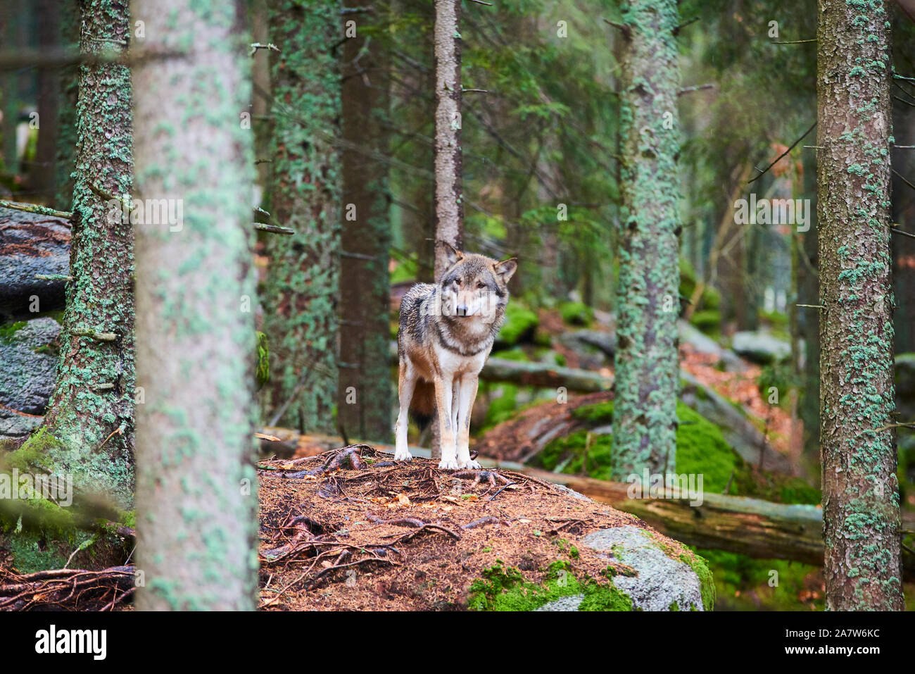 The wolf (Canis lupus), also known as the gray or grey wolf in natural ...