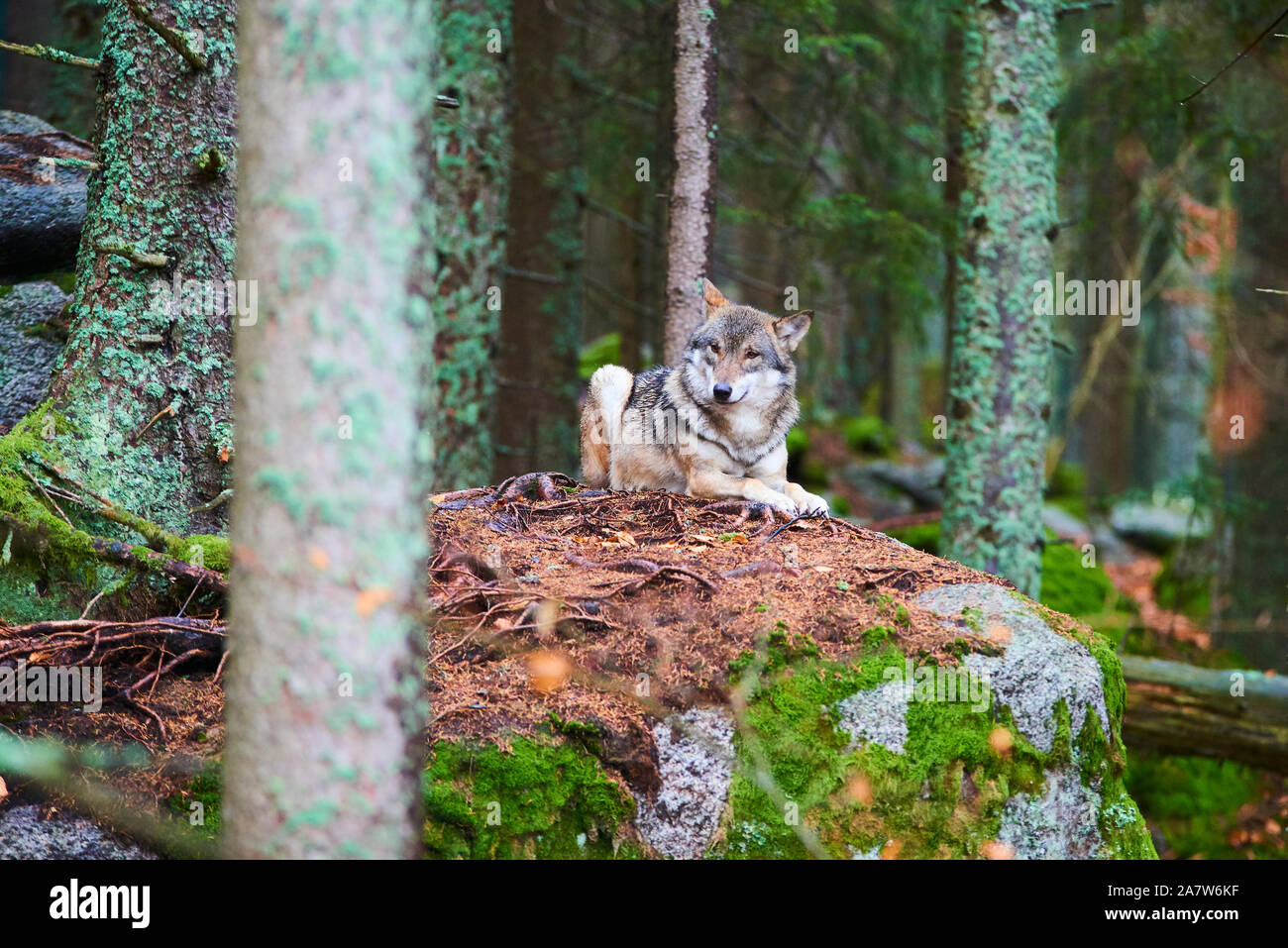 The wolf (Canis lupus), also known as the gray or grey wolf in natural ...