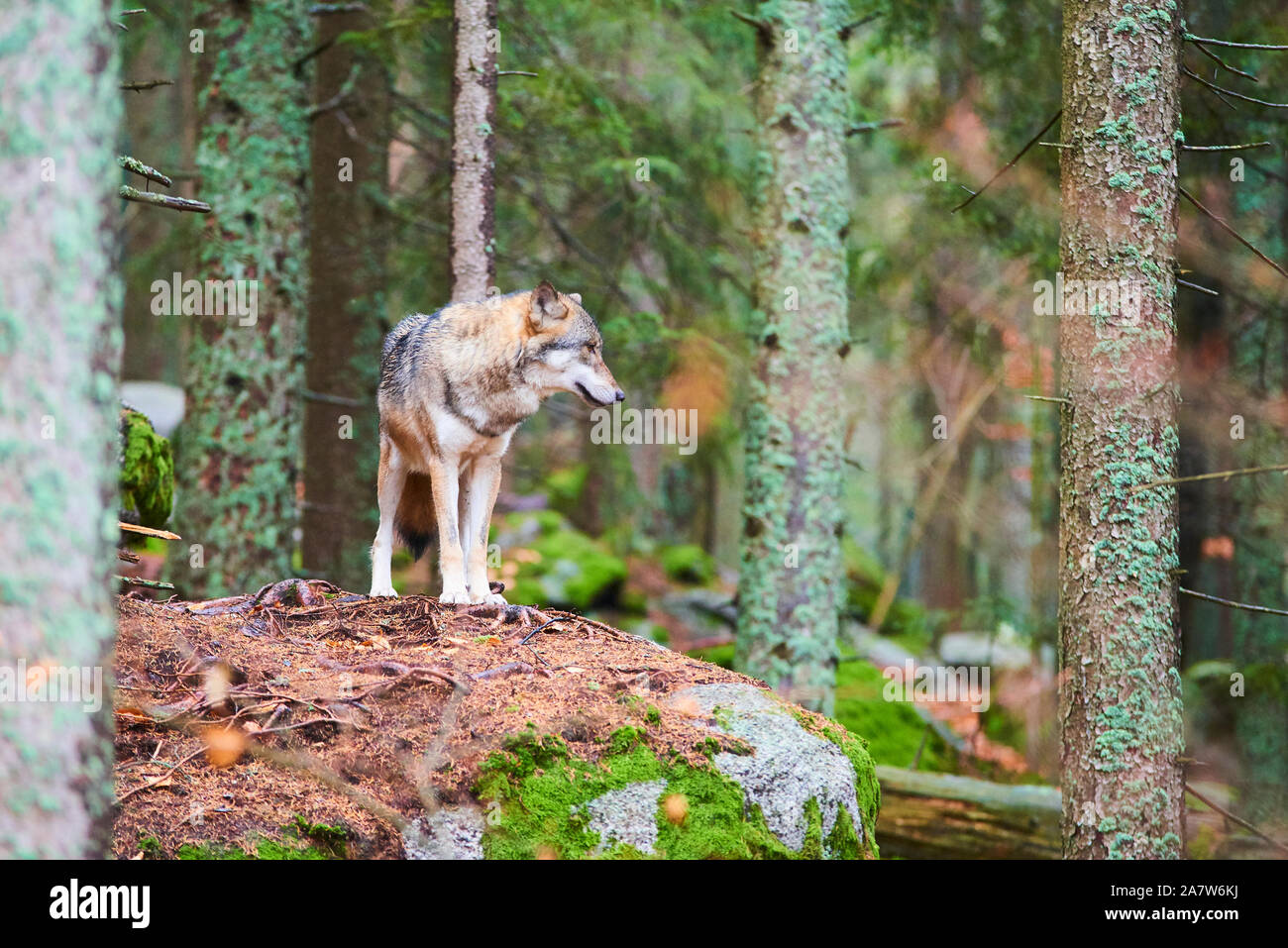 The wolf (Canis lupus), also known as the gray or grey wolf in natural ...
