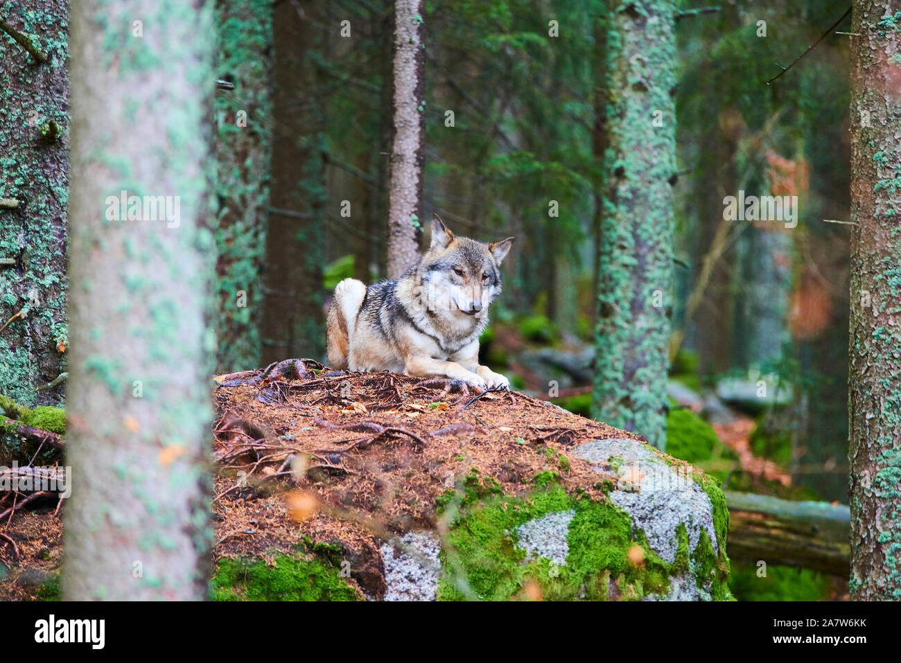 The wolf (Canis lupus), also known as the gray or grey wolf in natural ...