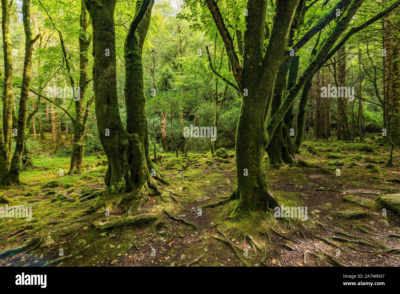 Beautifully green forests in the Muckross area of Killarney National ...