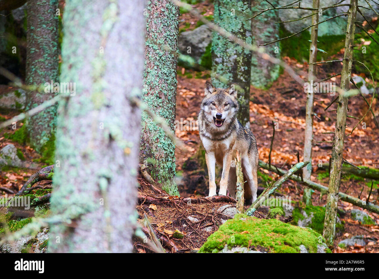 The wolf (Canis lupus), also known as the gray or grey wolf in natural ...