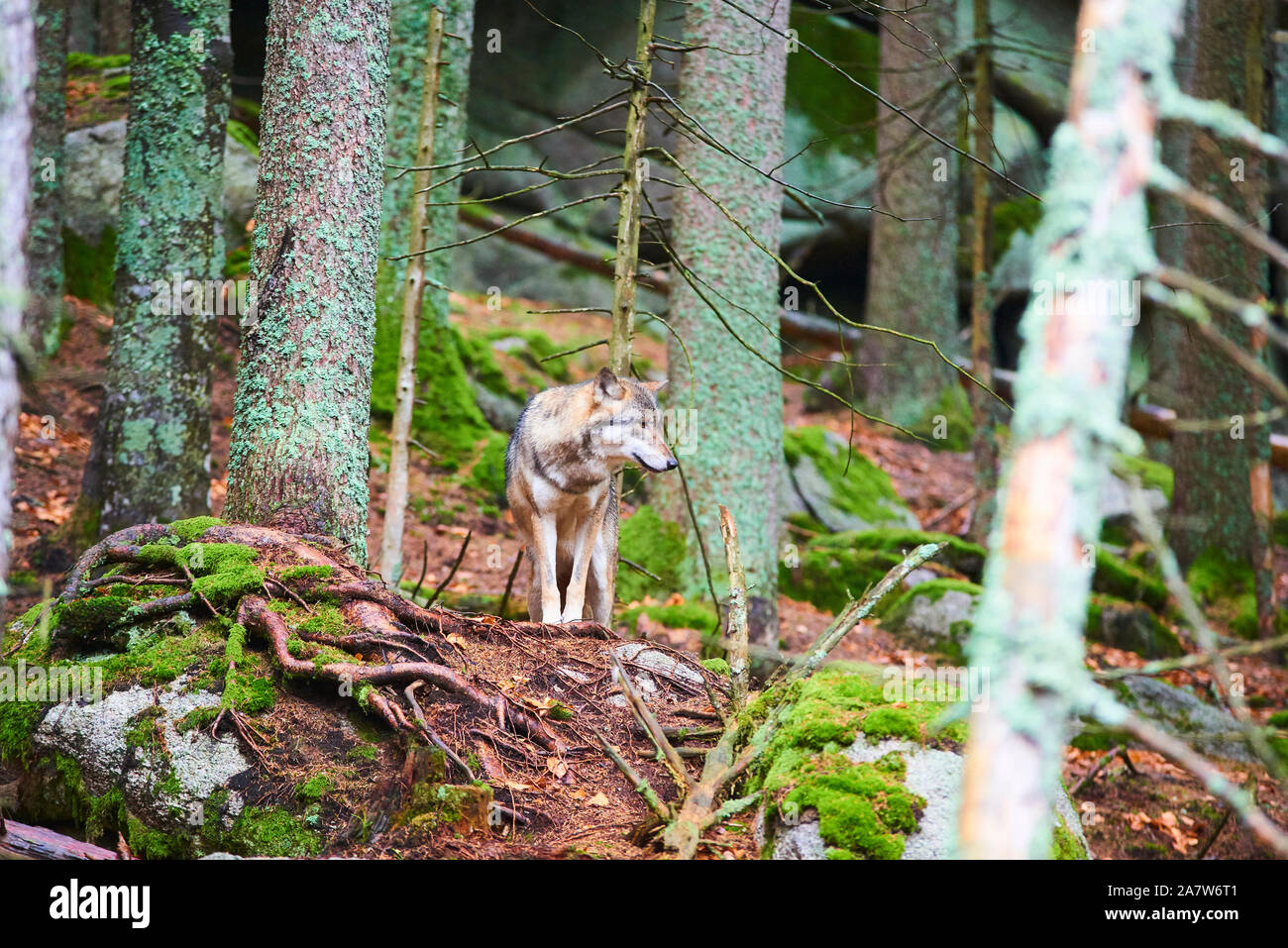 The wolf (Canis lupus), also known as the gray or grey wolf in natural ...