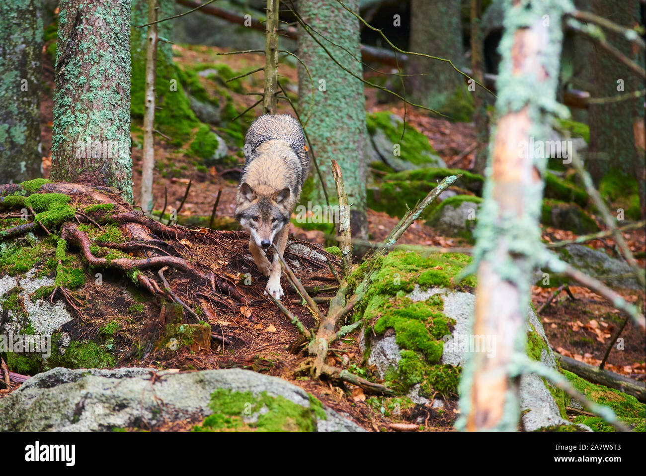 The wolf (Canis lupus), also known as the gray or grey wolf in natural ...