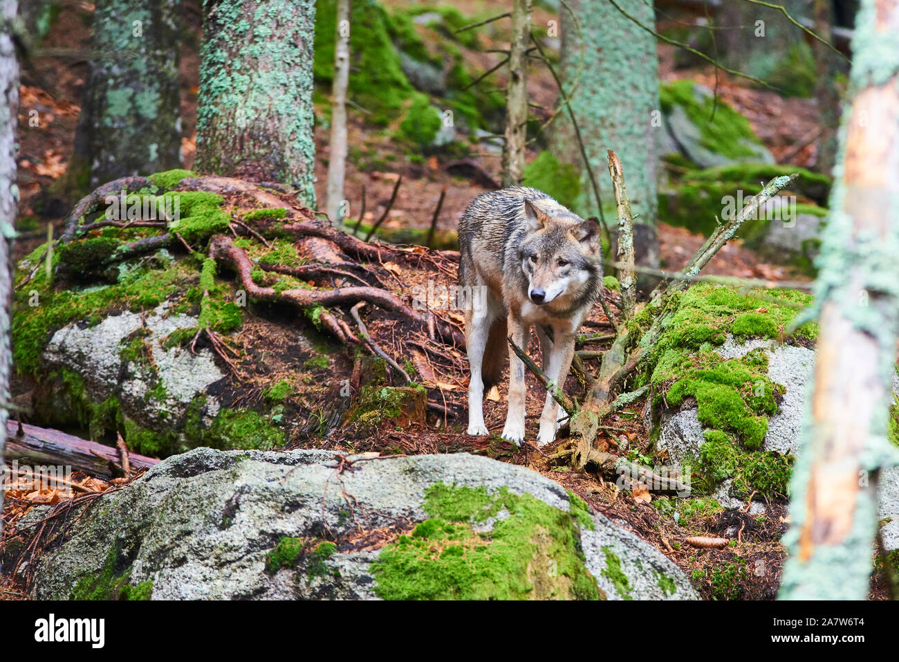 The wolf (Canis lupus), also known as the gray or grey wolf in natural ...