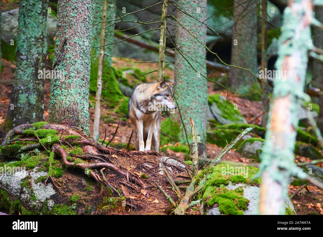 The wolf (Canis lupus), also known as the gray or grey wolf in natural ...