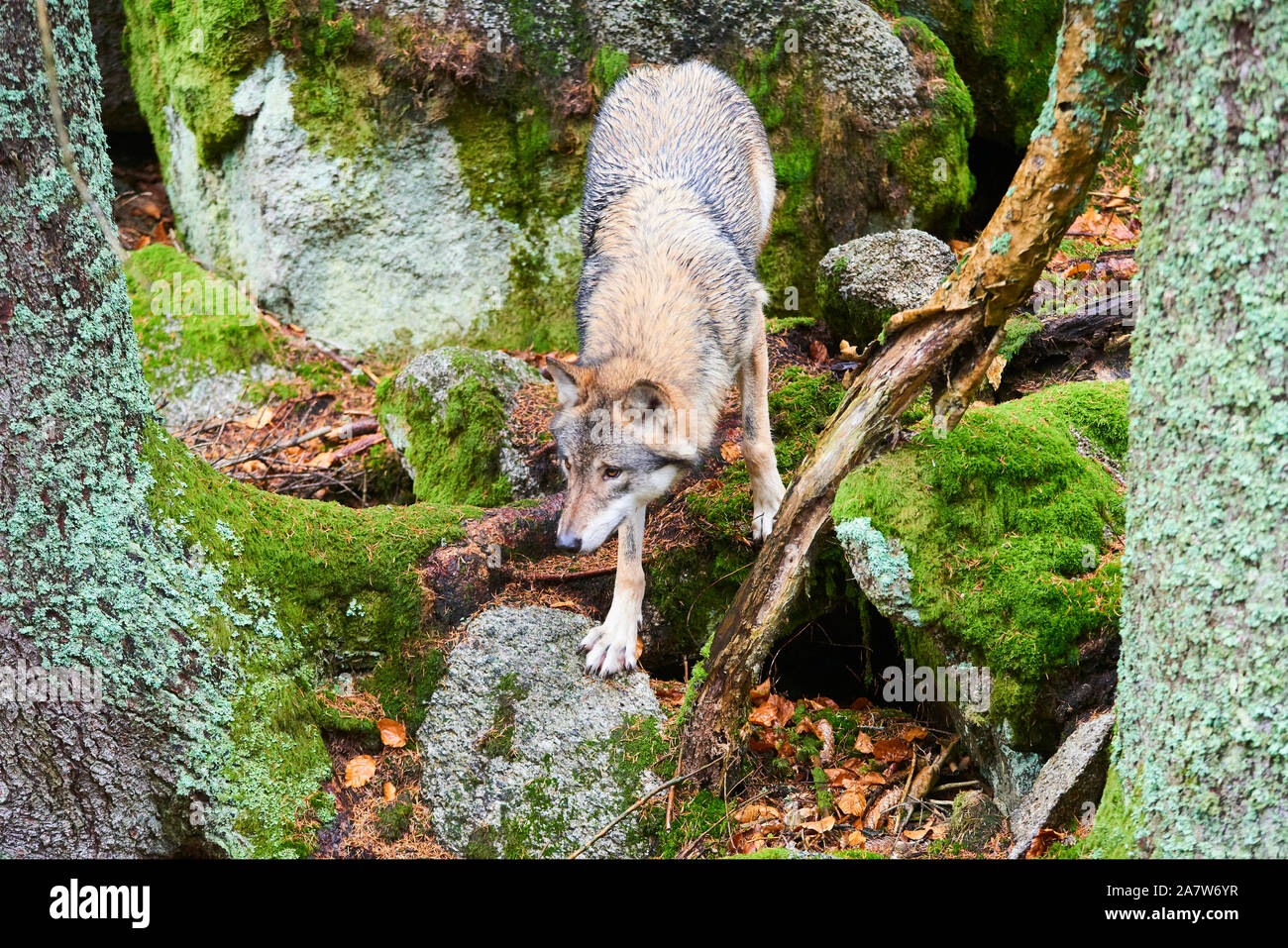 The wolf (Canis lupus), also known as the gray or grey wolf in natural ...