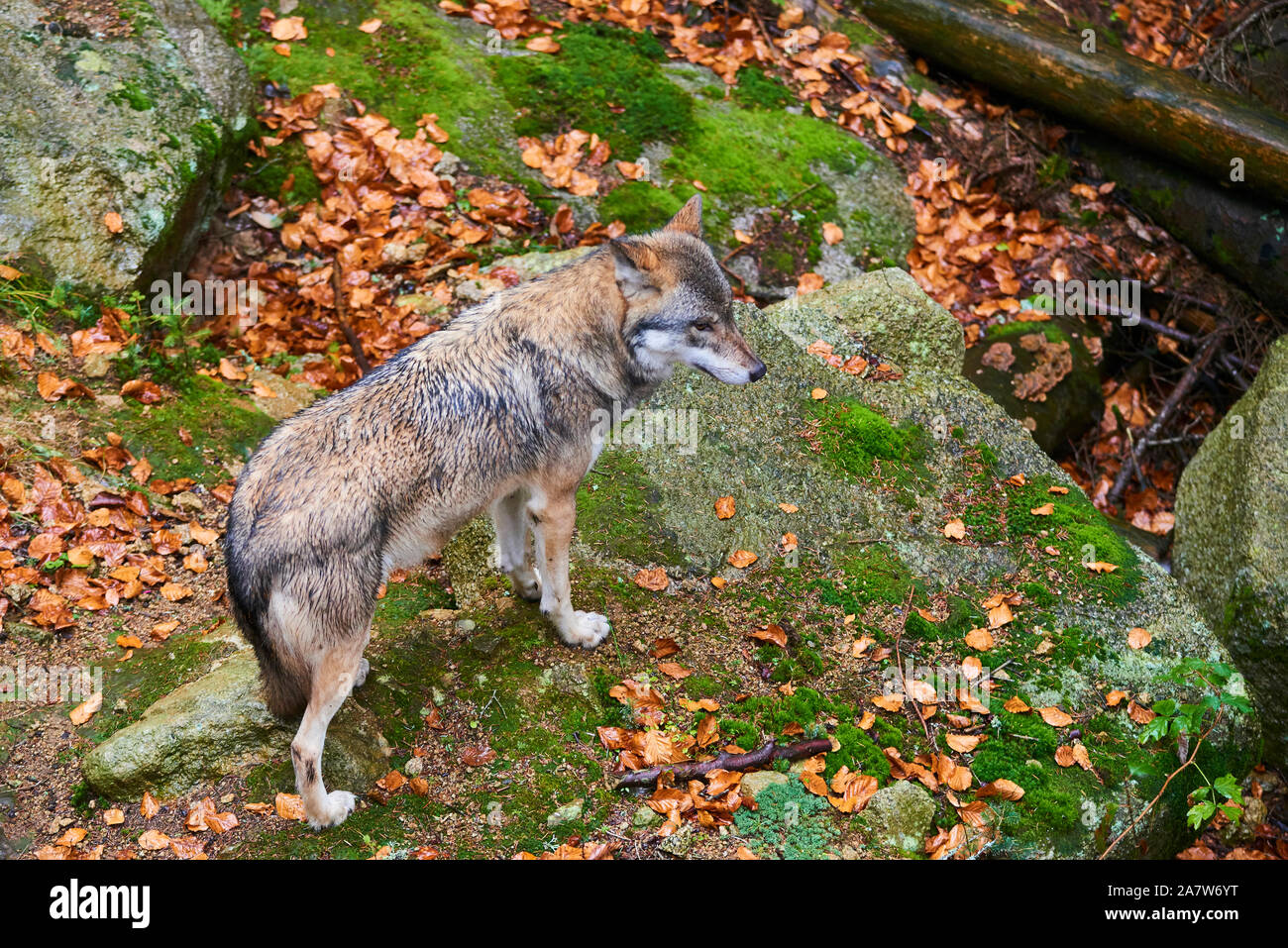 The wolf (Canis lupus), also known as the gray or grey wolf in natural ...
