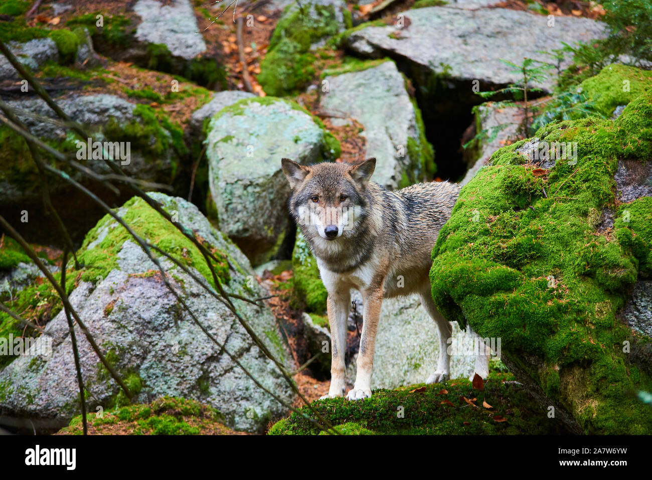 The wolf (Canis lupus), also known as the gray or grey wolf in natural ...