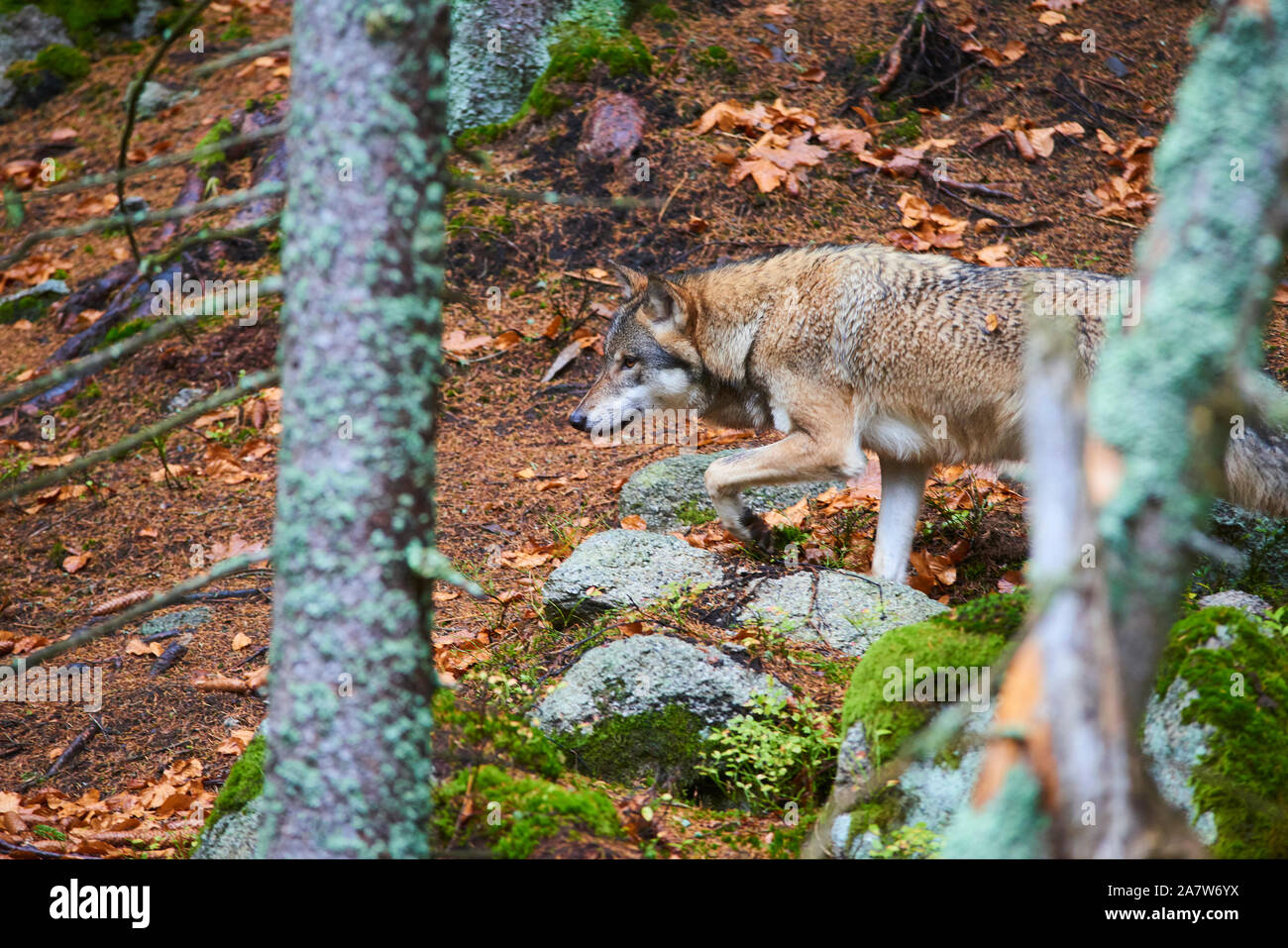 The wolf (Canis lupus), also known as the gray or grey wolf in natural ...