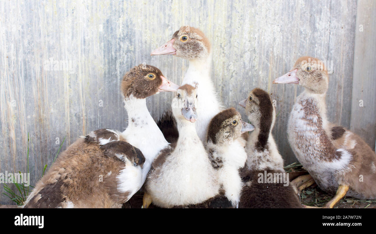 Ducklings in a home farm. Close up of duckling Stock Photo - Alamy