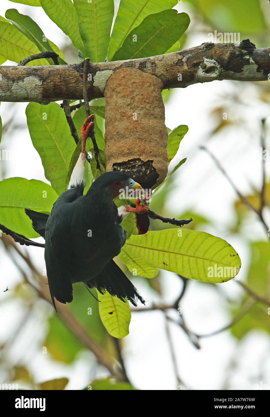 Red-throated Caracara (Ibycter americanus) adult feeding at wasp nest ...