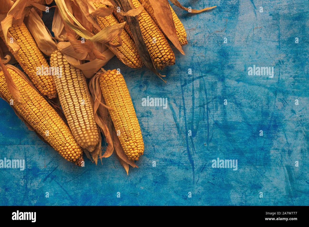Harvested corn on the cob on grunge blue background as copy space Stock ...