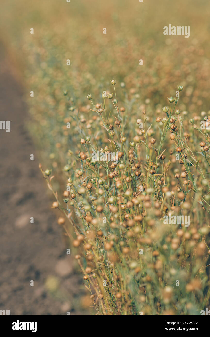 Linseed crop hi-res stock photography and images - Alamy