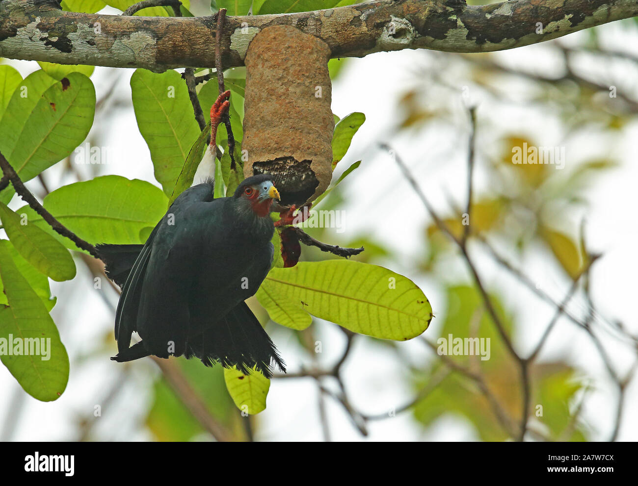 Panama wildlife hi-res stock photography and images - Alamy