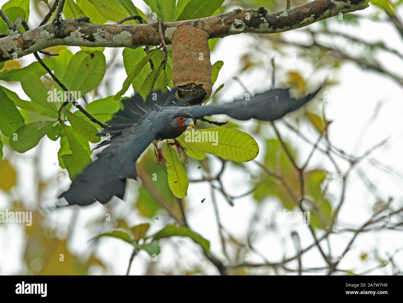 Red-throated Caracara (Ibycter americanus) adult taking off from wasp ...