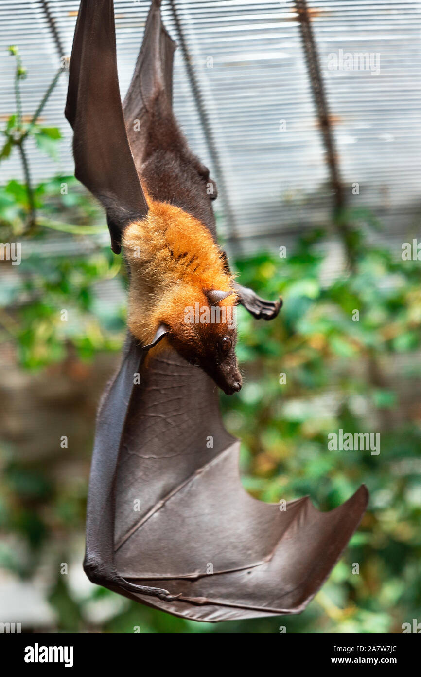 Flying fox claws hi-res stock photography and images - Alamy