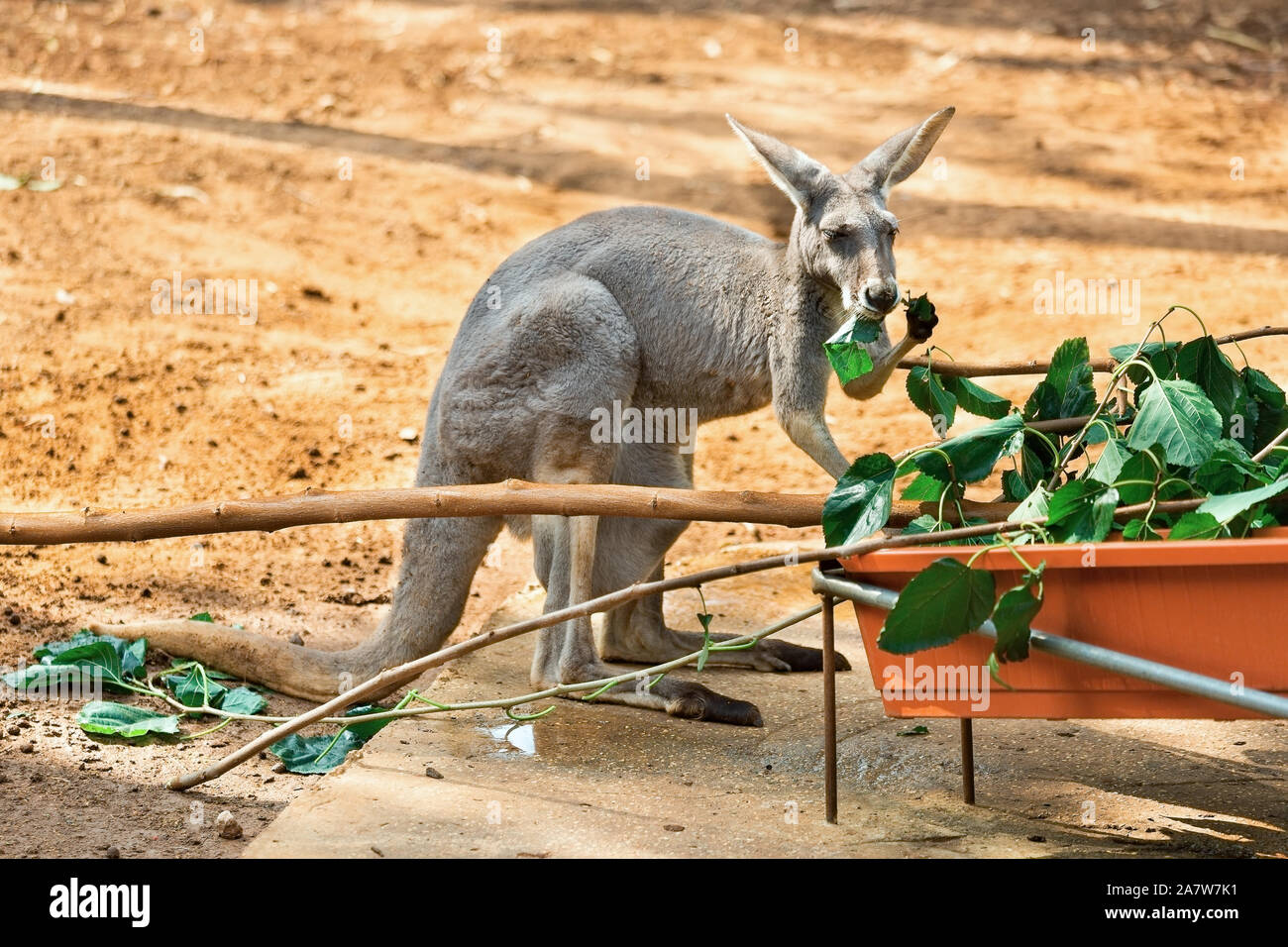 Gray Australian Kangaroo in Nature Stock Photo - Alamy