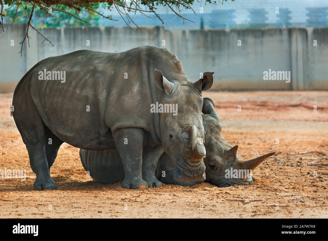 Rhino Lying Down High Resolution Stock Photography and Images - Alamy