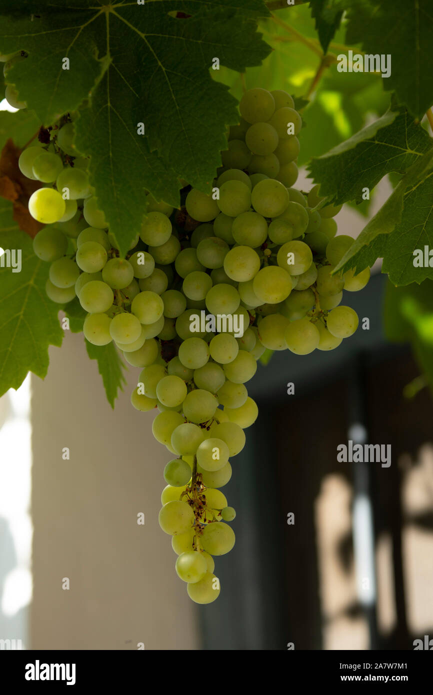 Large grape hi-res stock photography and images - Alamy